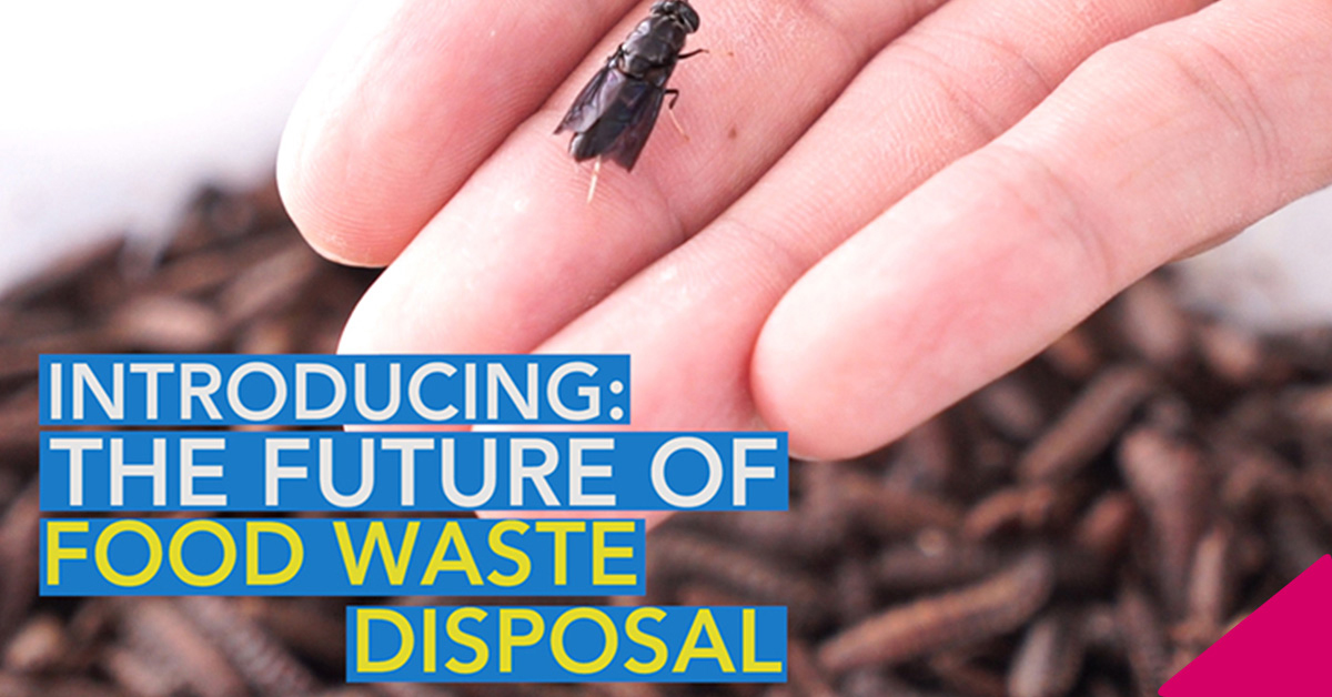 3,000 Maggots VS 1 Fish Burger - Media Centre | Temasek Review 2018